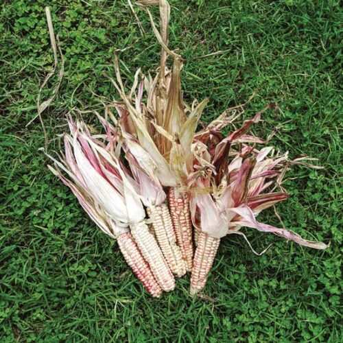10 Indigenous Corn Cultivars – Mother Earth News